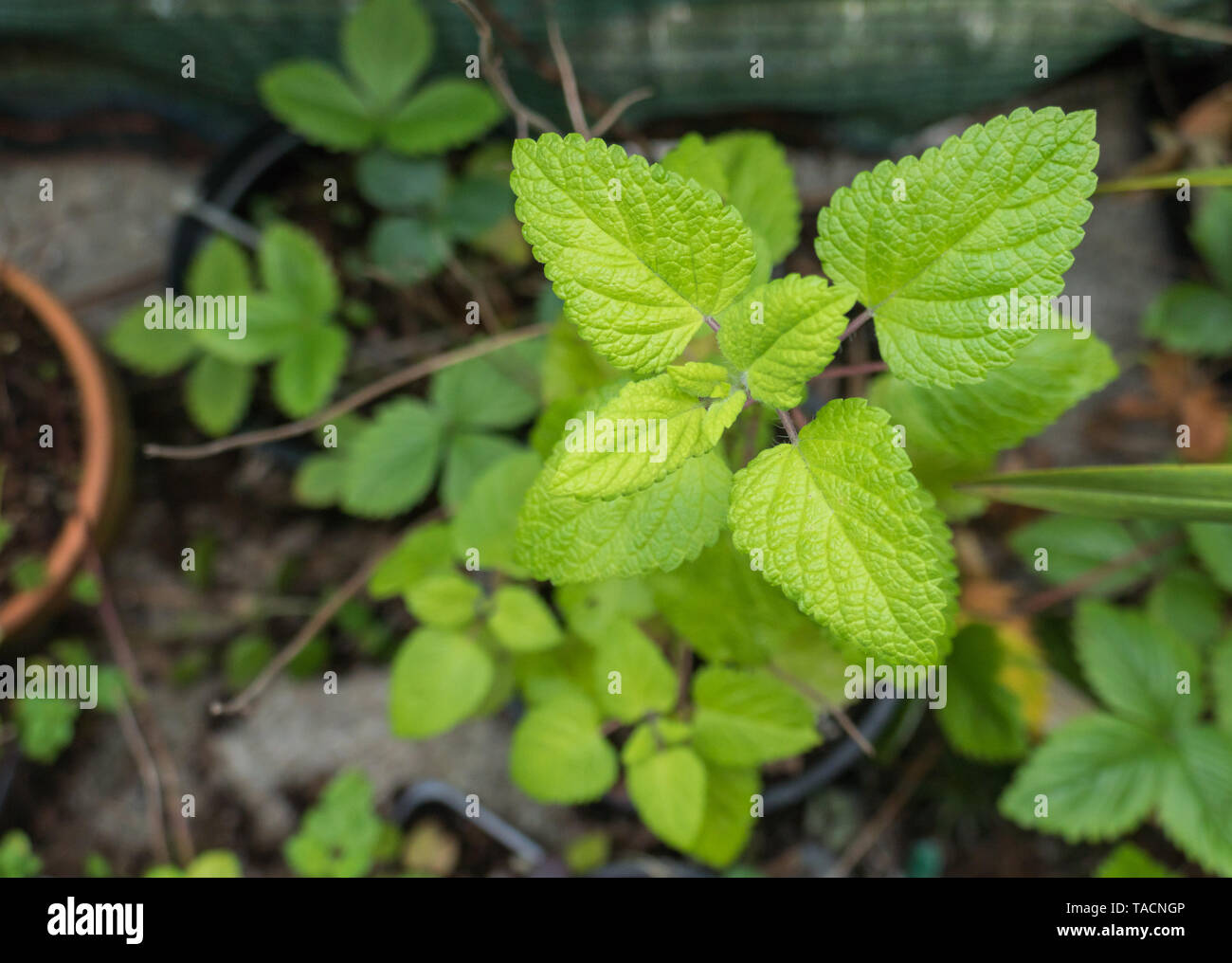 Lemon balm medicinal plant Melissa growing potted outdoor Stock Photo ...