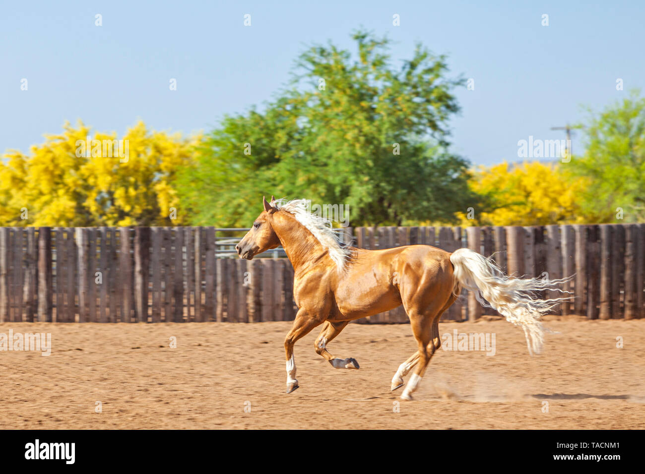 Mane tail flying hi-res stock photography and images - Alamy