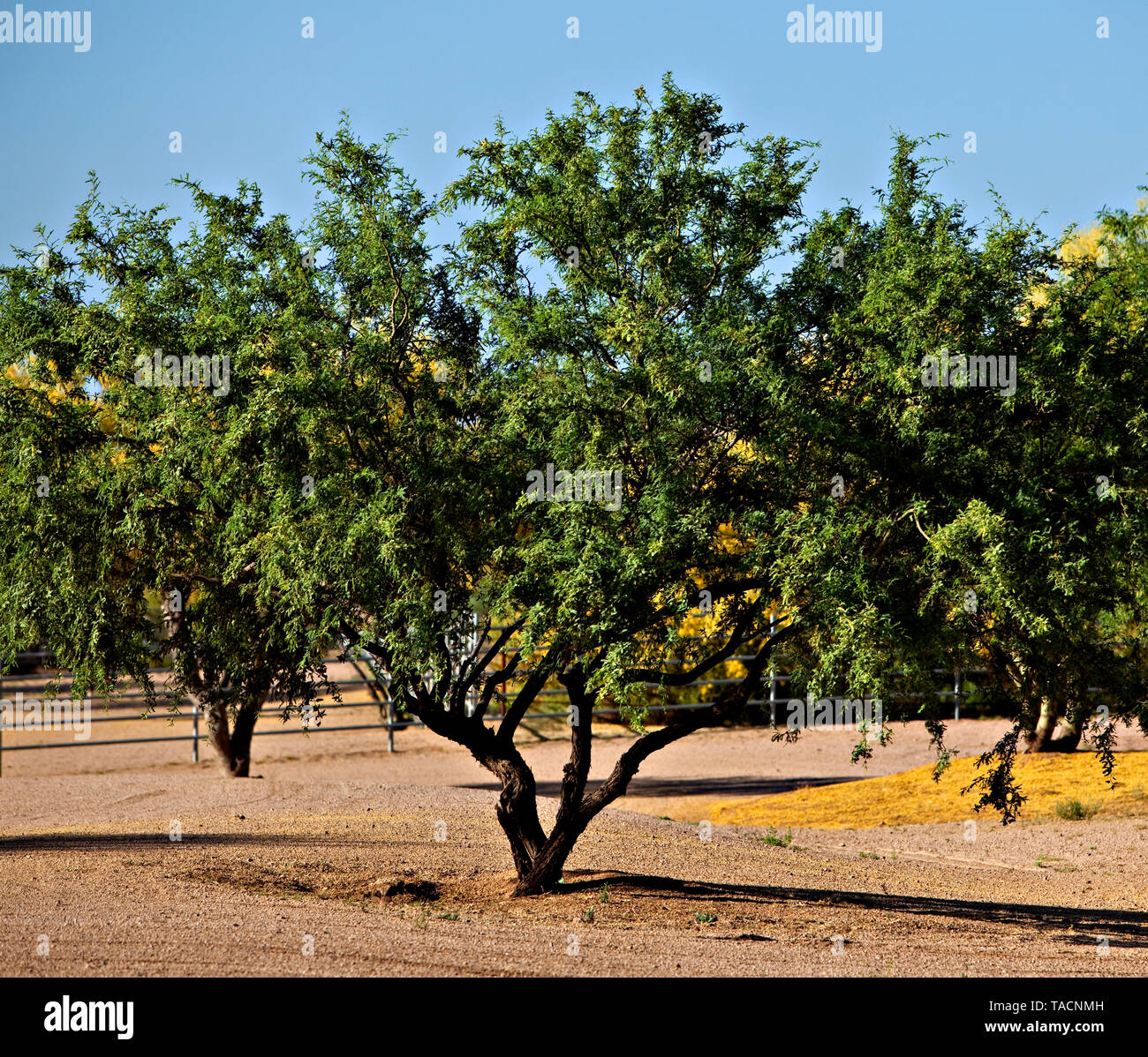 Tree & Shadow Stock Photo - Alamy