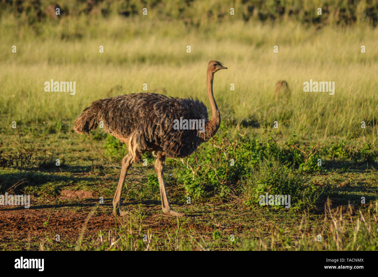 Closeup south african ostrich cape hi-res stock photography and images ...