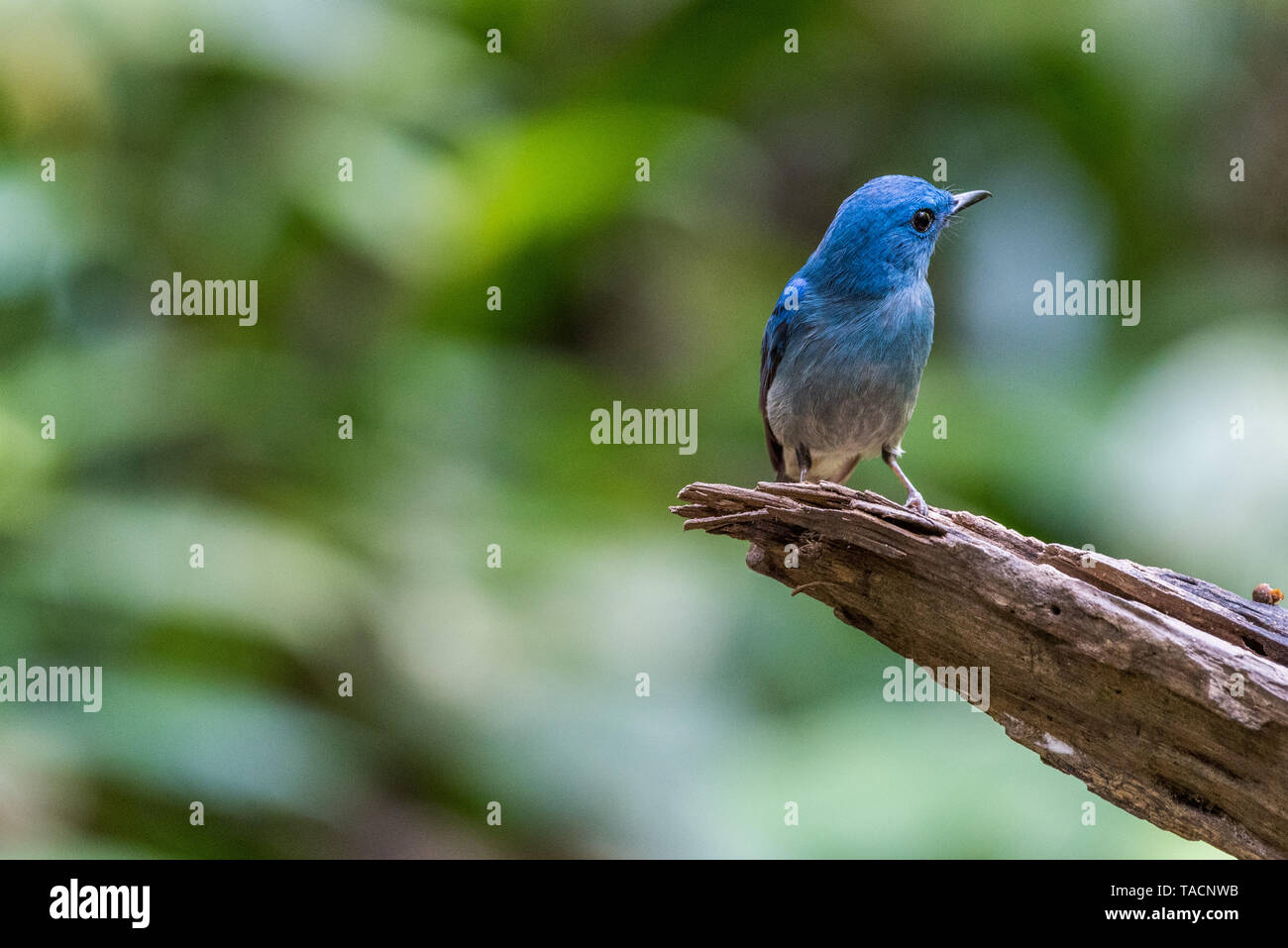 Blue bird-Pale Blue Flycatcher (Cyornis unicolor Stock Photo - Alamy