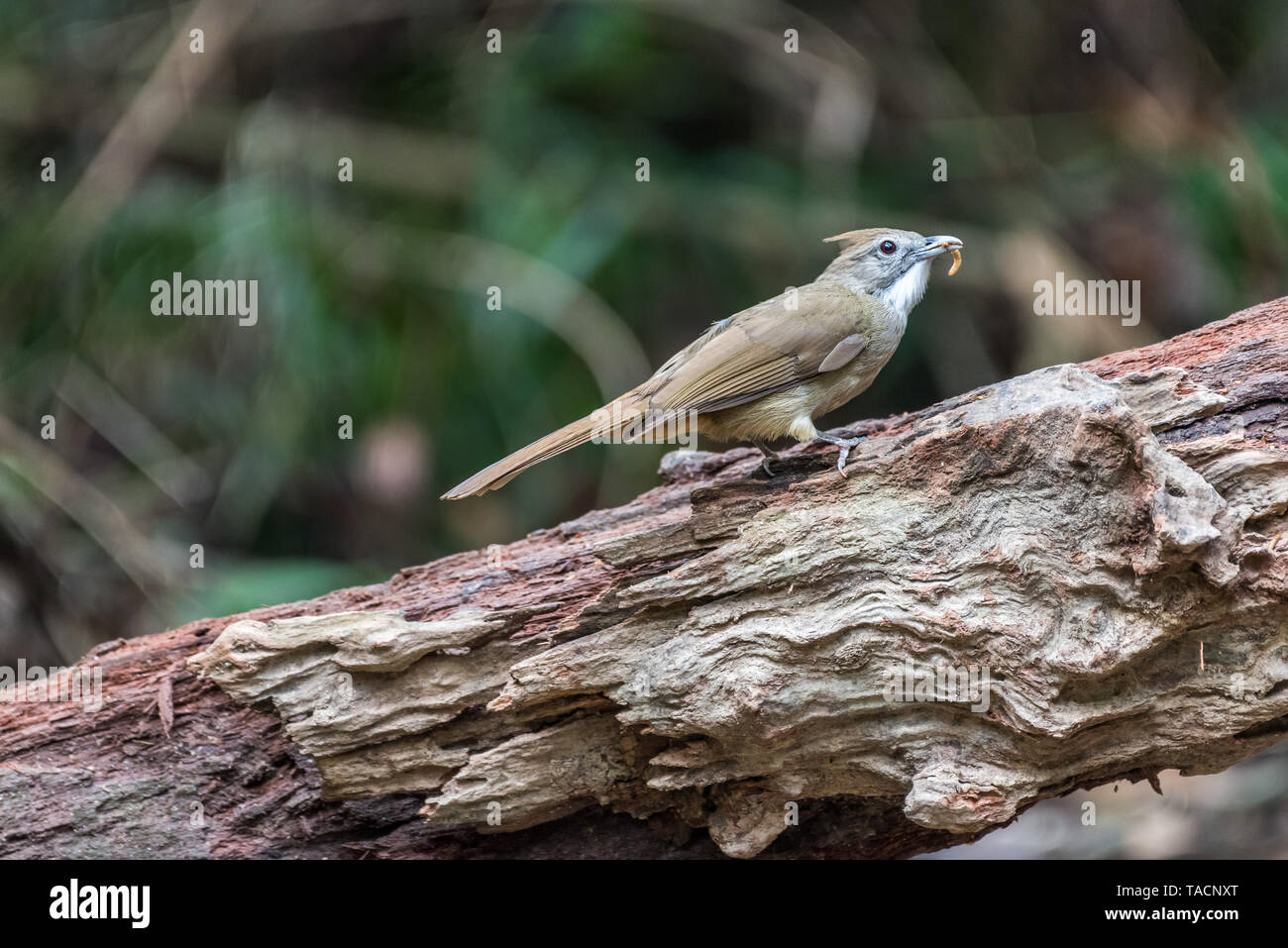 Lovely bird-Ochraceous Bulbul (Alophoixus ochraceus) perched Stock ...