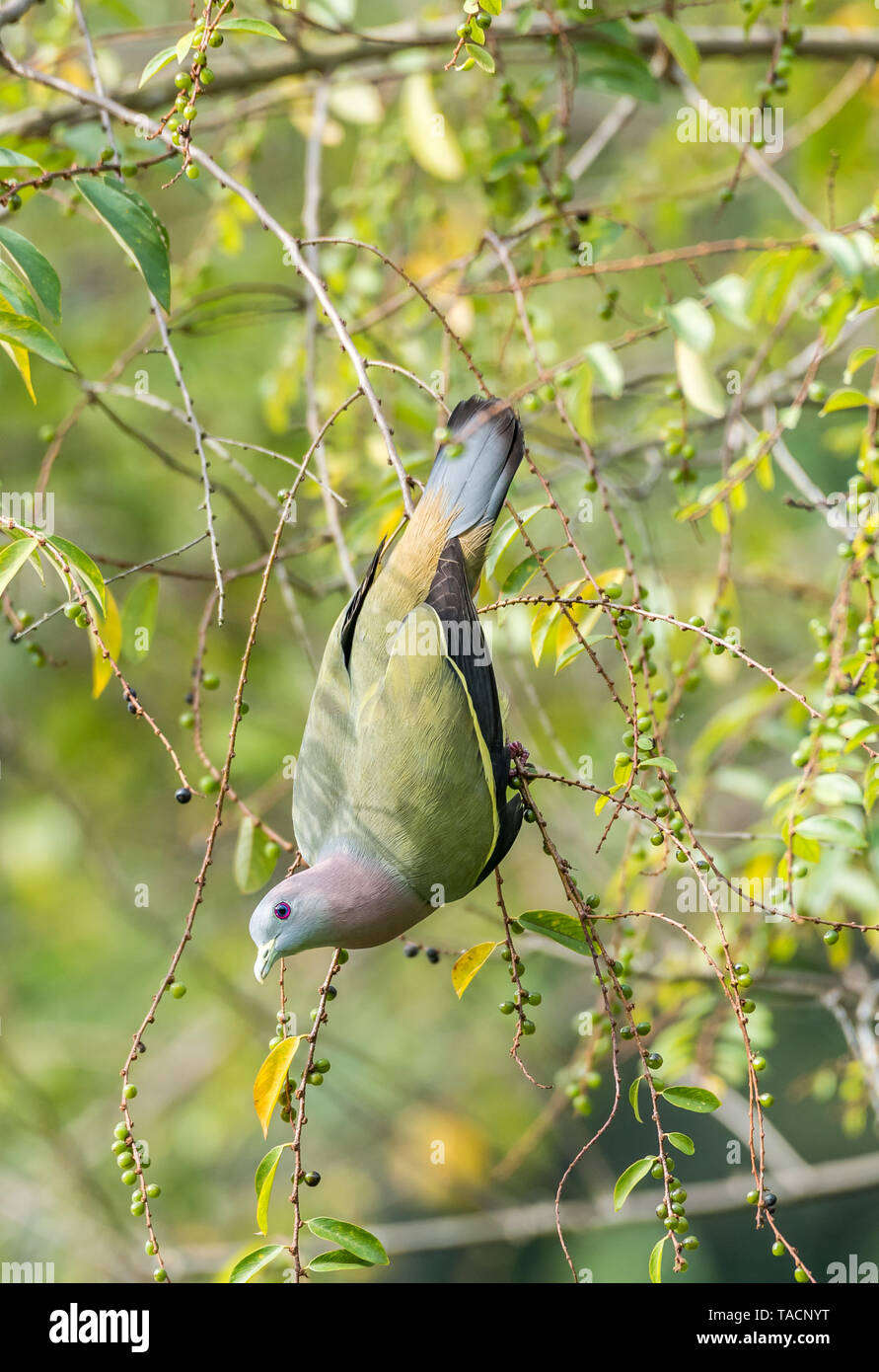 The Rainbow Bird – Pink-Necked Green Pigeon perching on tree Stock ...
