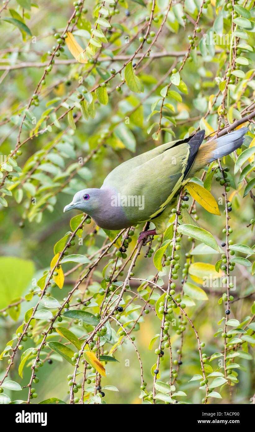 Rainbow pigeon hi-res stock photography and images - Alamy