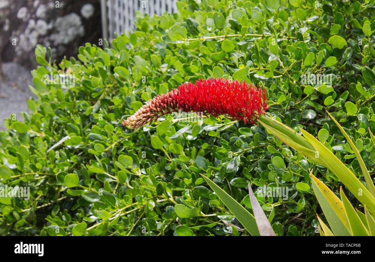 Poor Knights lily, Xeronema callistemon endemic to the Poor Knights ...