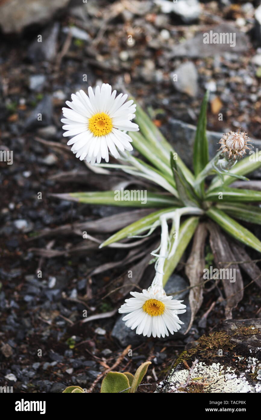 Cotton plant or common mountain daisy (Celmisia spectabilis Stock Photo ...