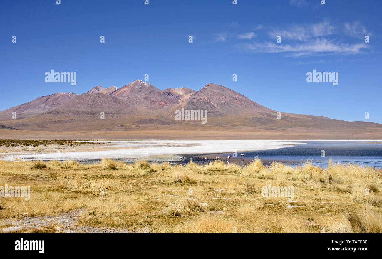 High altitude flamingos, Salar de Uyuni, Bolivia Stock Photo - Alamy