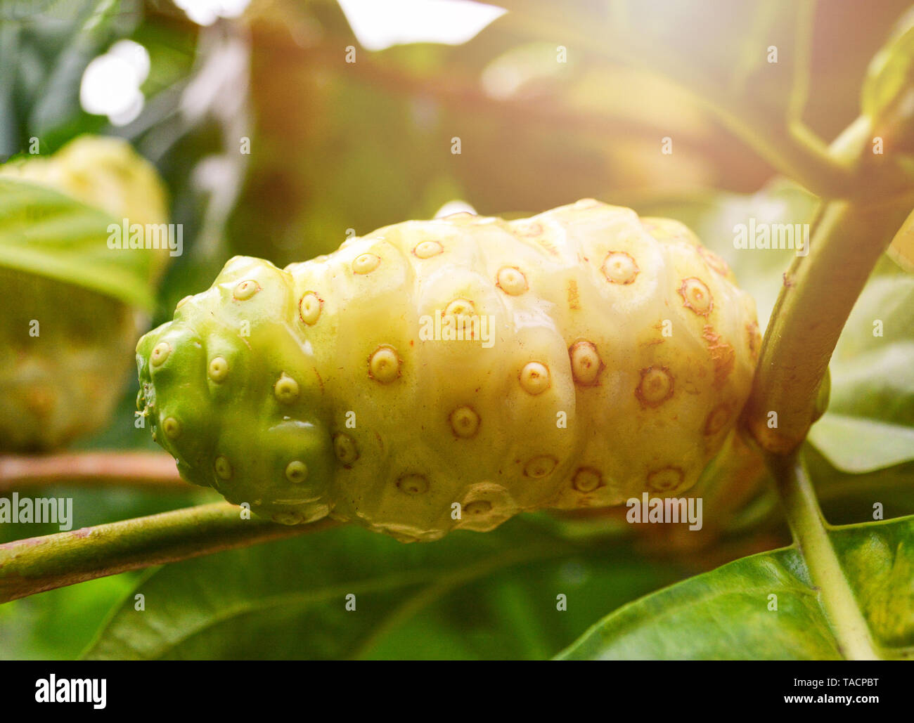 Noni On Tree High Resolution Stock Photography and Images - Alamy