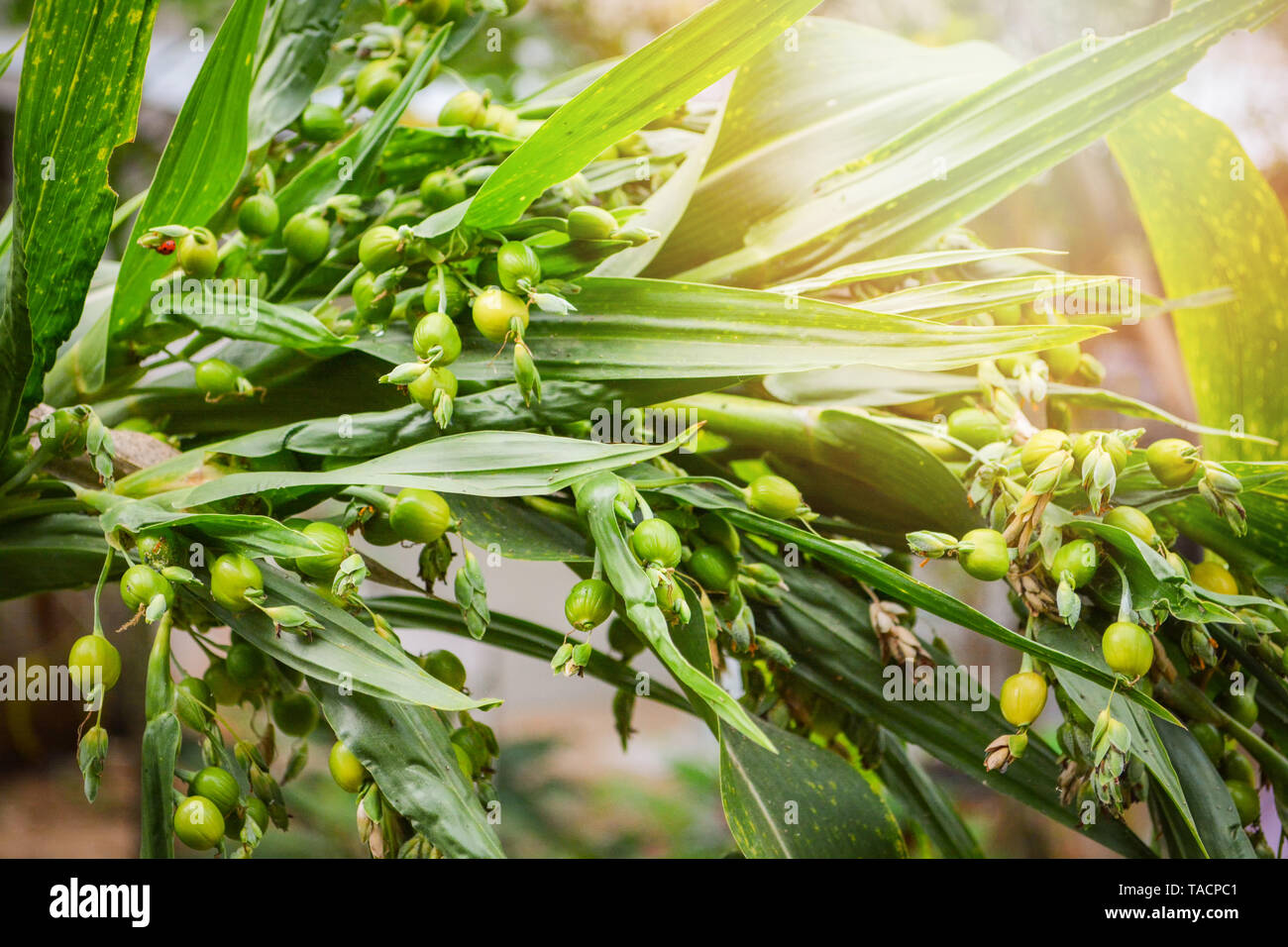 Pearl Barley Plant