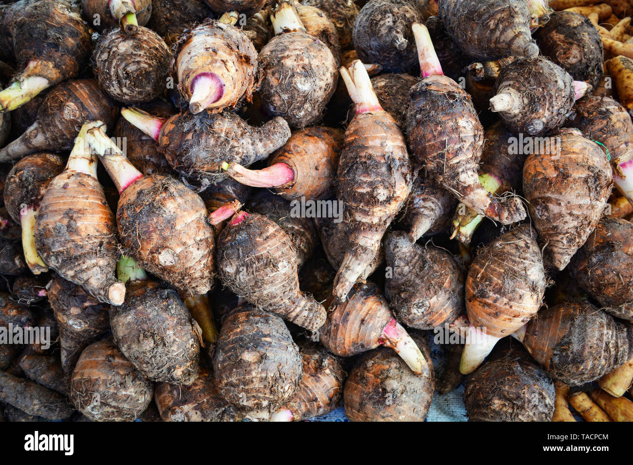 Pile of fresh taro roots background - Yautia Lila , Satoimo potatoes ...