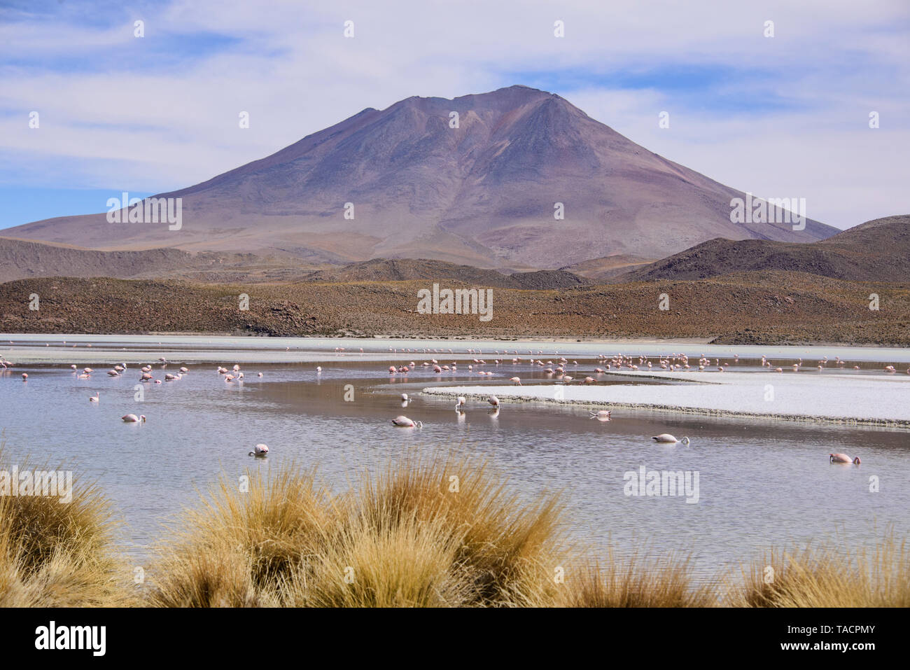 High altitude flamingos, Salar de Uyuni, Bolivia Stock Photo - Alamy