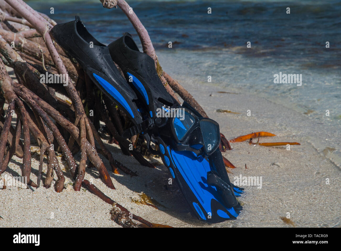 Diver woman illustration fins hi-res stock photography and images - Alamy