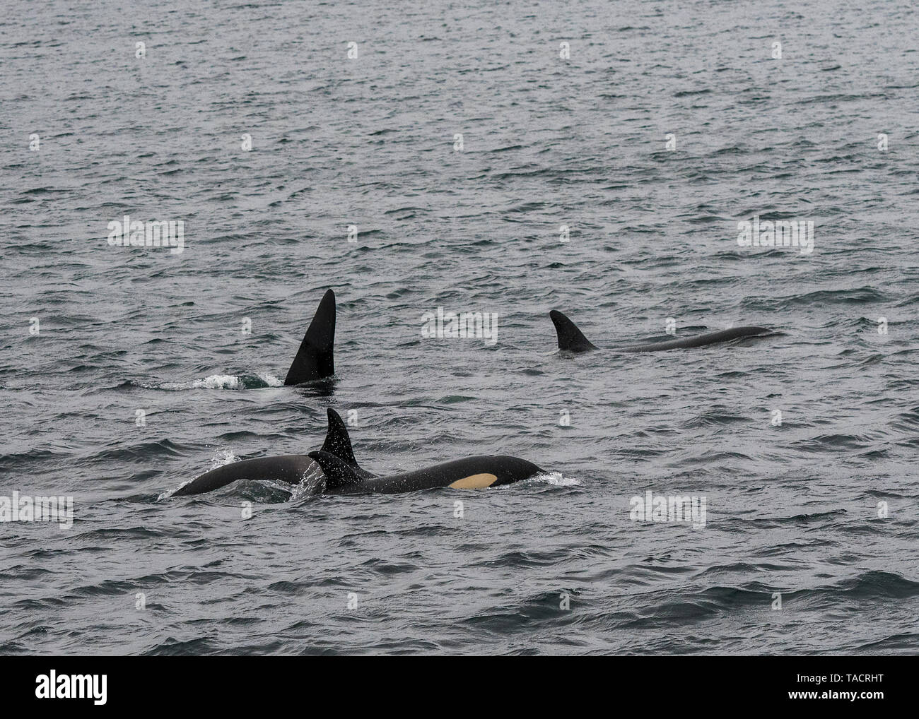 Orca (Killer whales), Shetland, Scotland Stock Photo - Alamy
