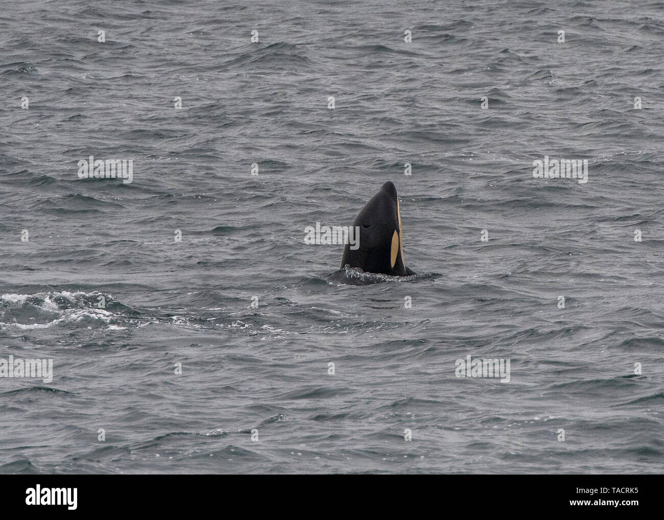 Orca (Killer whales), Shetland, Scotland Stock Photo - Alamy
