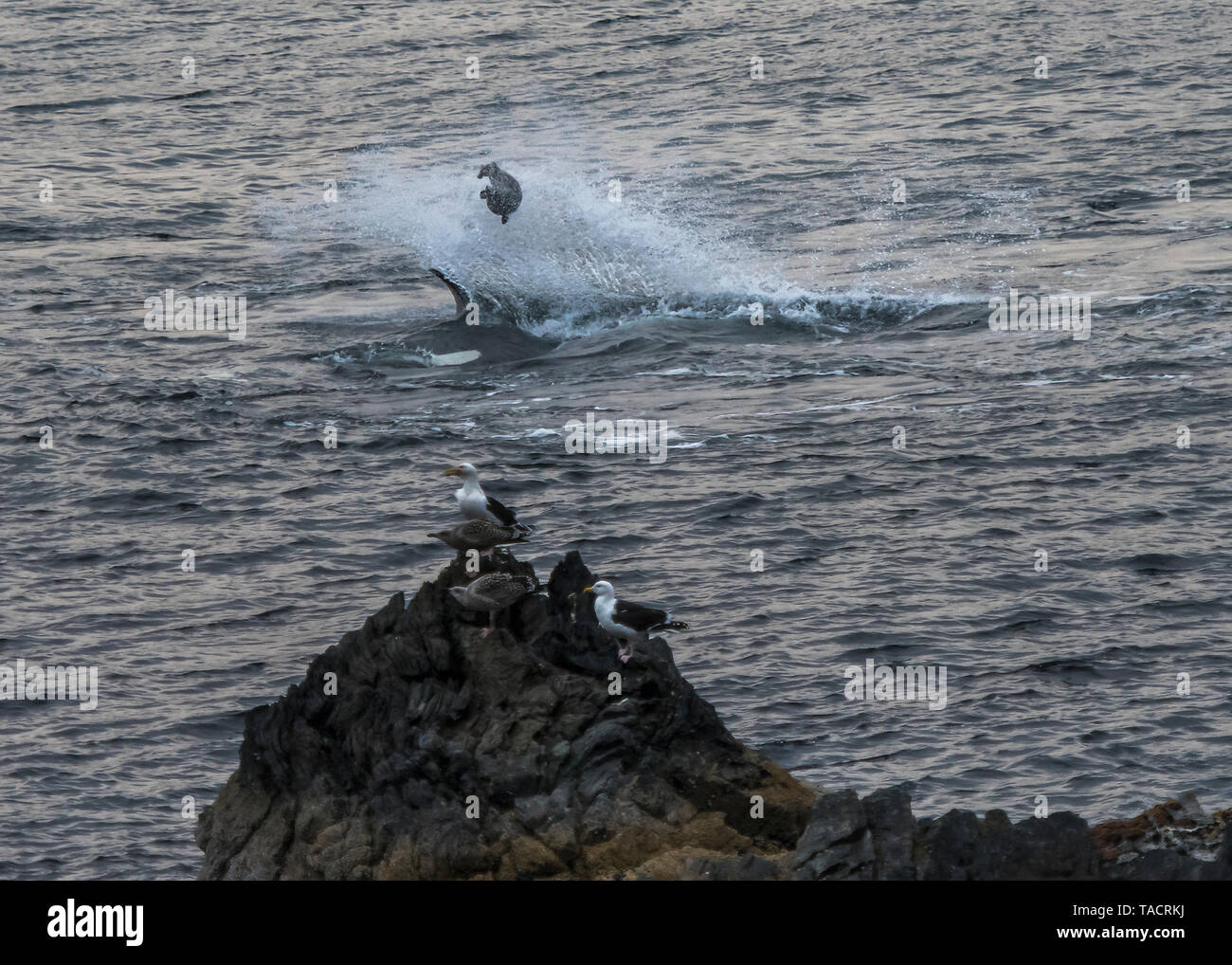 Orca (Killer whales), Shetland, Scotland Stock Photo - Alamy