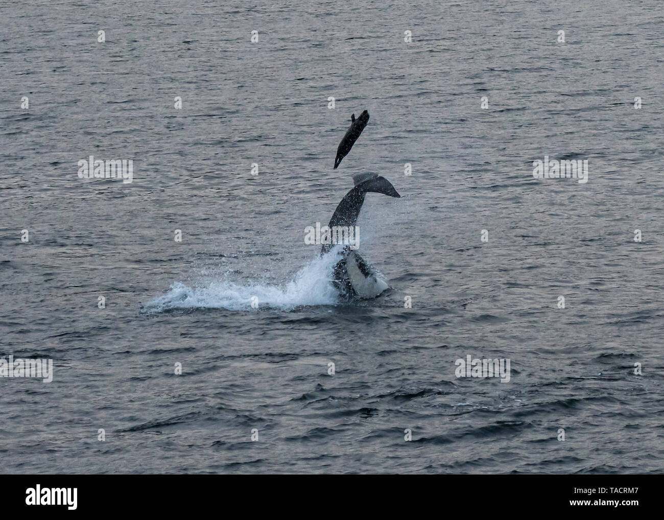 Orca (Killer whales), Shetland, Scotland Stock Photo - Alamy