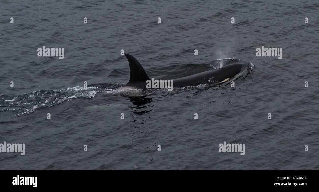 Orca (Killer whales), Shetland, Scotland Stock Photo - Alamy