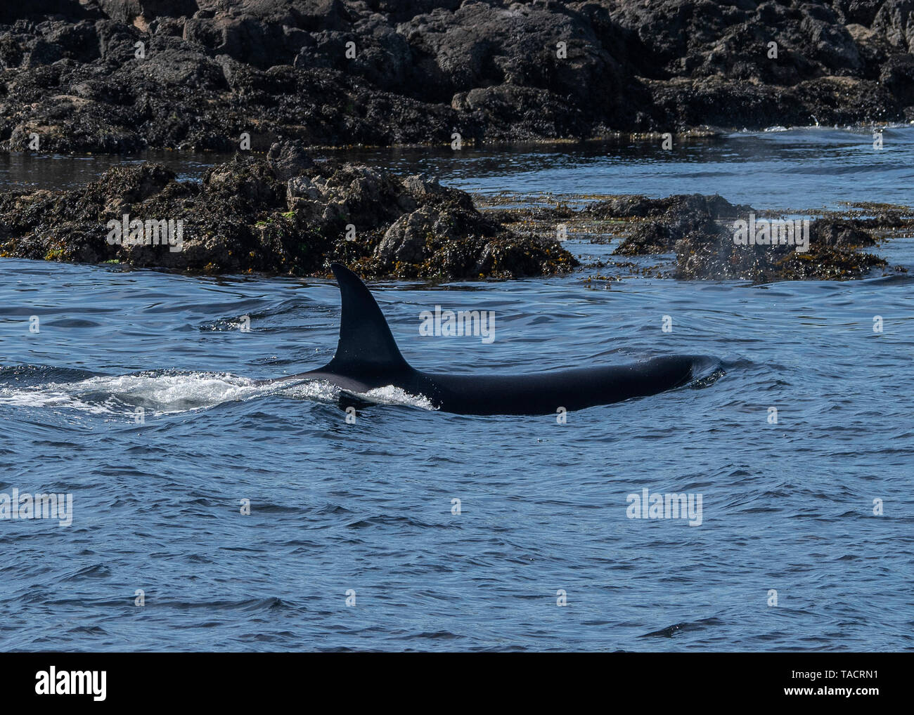 Orca (Killer whales), Shetland, Scotland Stock Photo - Alamy