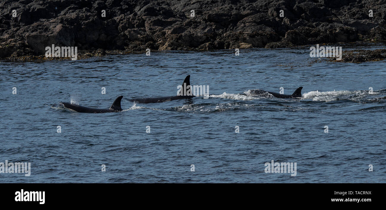 Orca (Killer whales), Shetland, Scotland Stock Photo - Alamy
