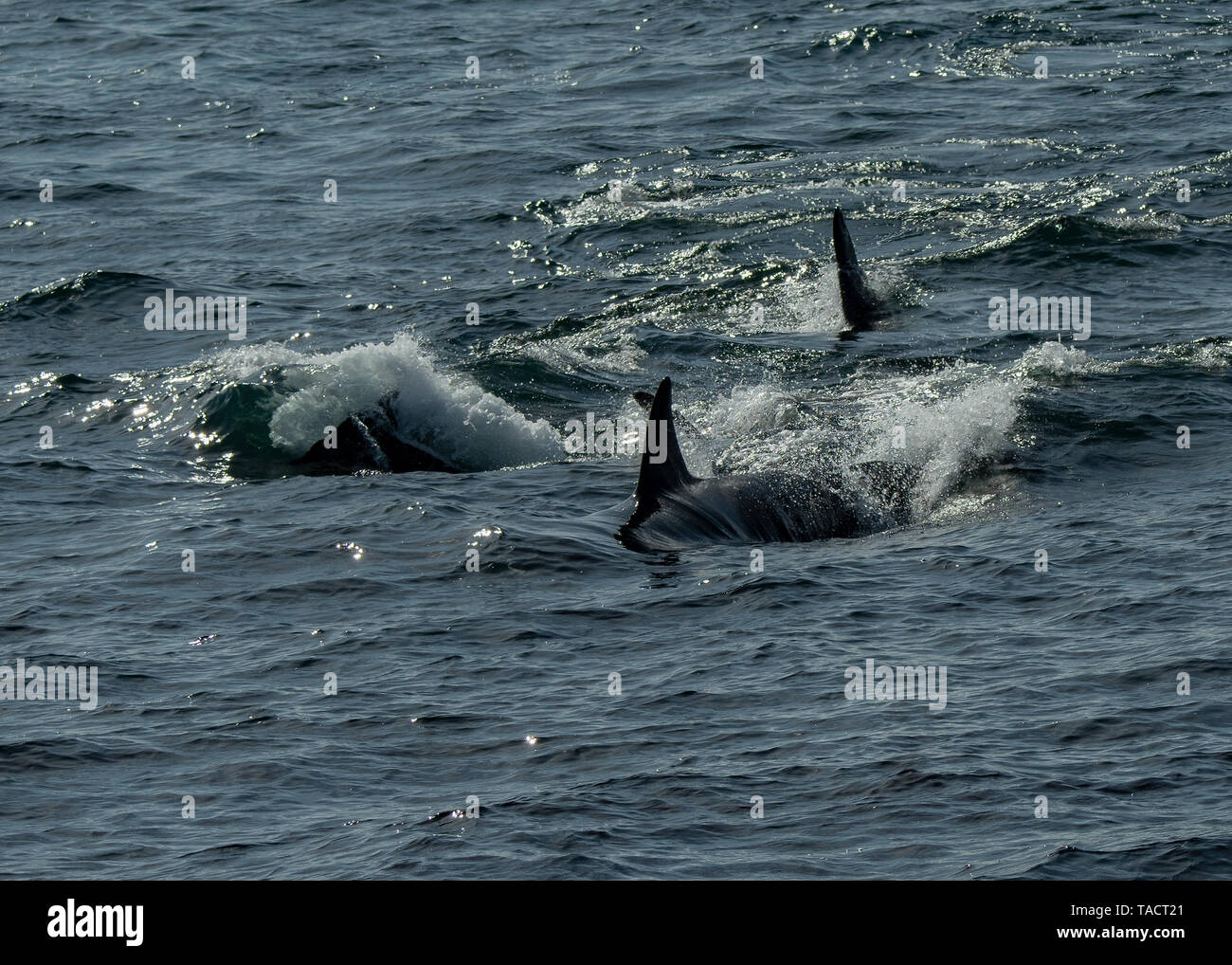 Orca (Killer whales), Shetland, Scotland Stock Photo - Alamy