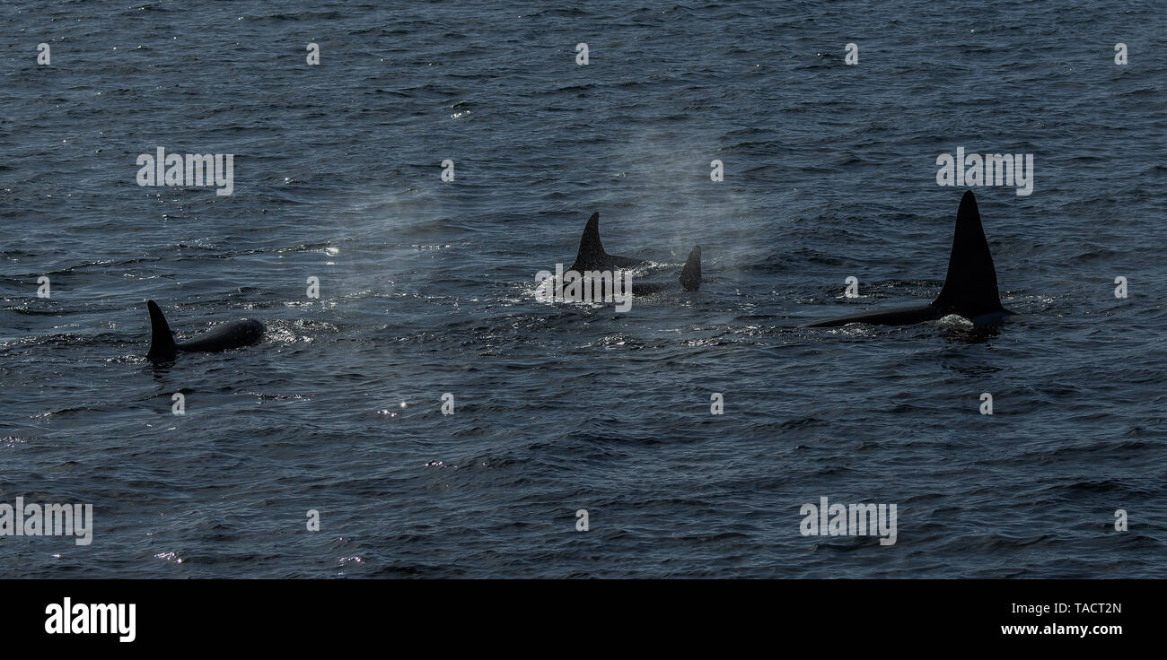 Orca (Killer whales), Shetland, Scotland Stock Photo - Alamy
