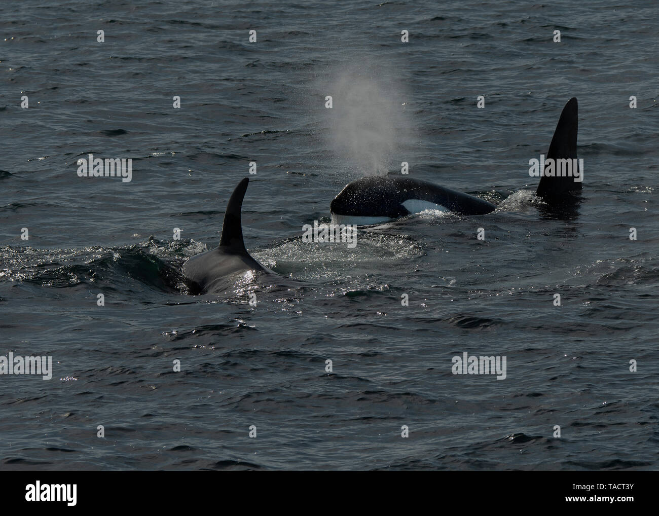 Orca (Killer whales), Shetland, Scotland Stock Photo - Alamy