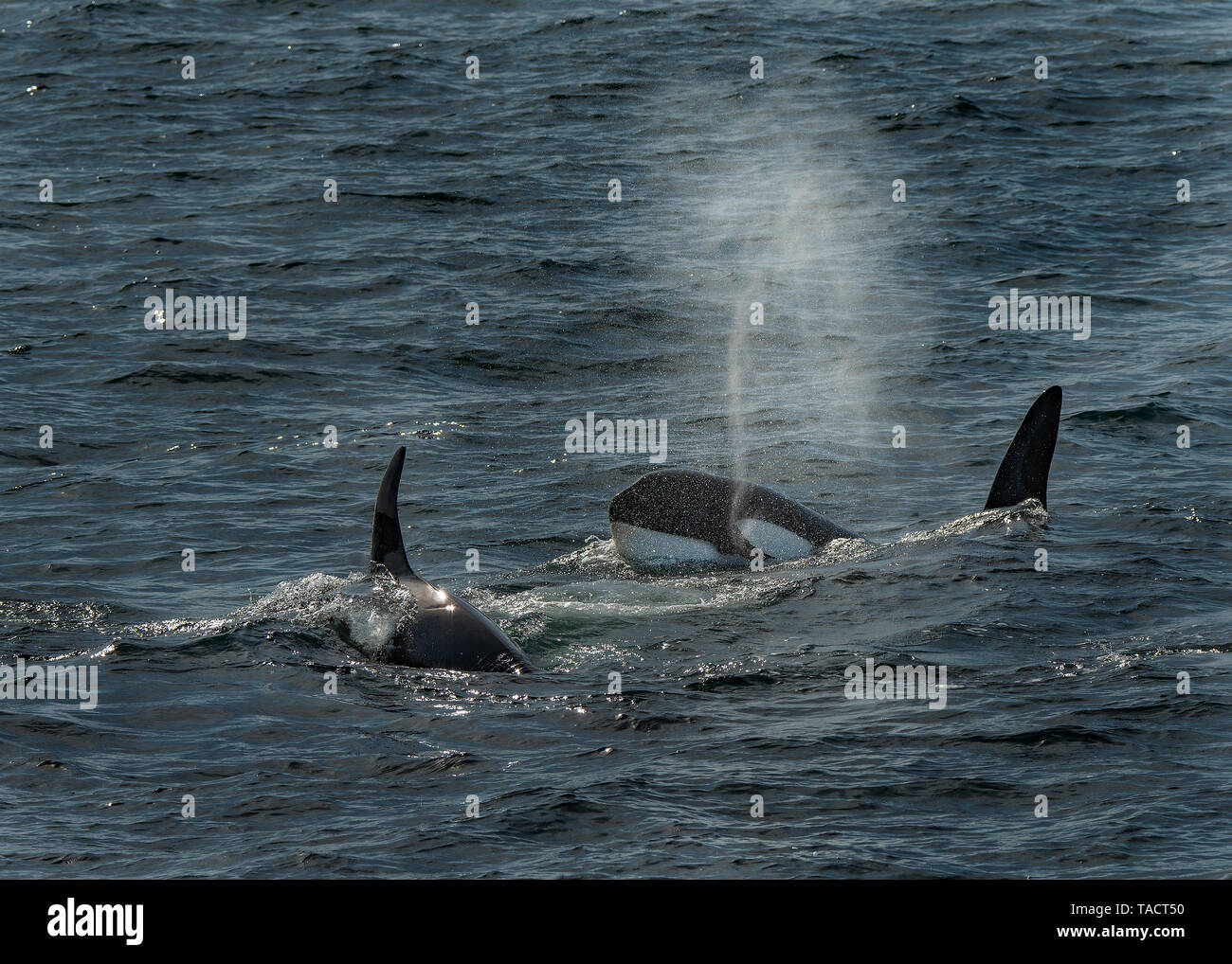 Orca (Killer whales), Shetland, Scotland Stock Photo - Alamy