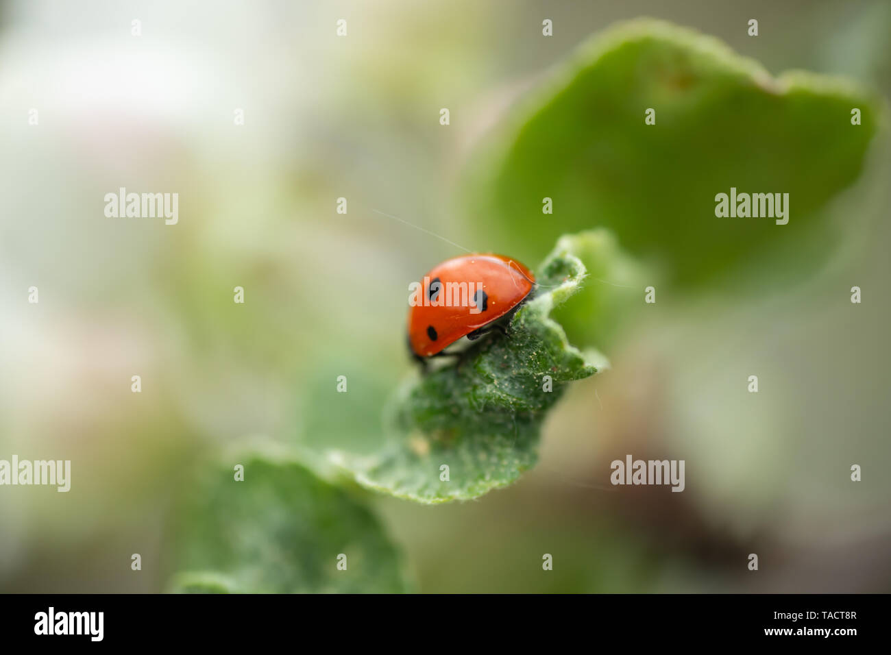 Red ladybug on apple tree leaf macro close-up Stock Photo - Alamy