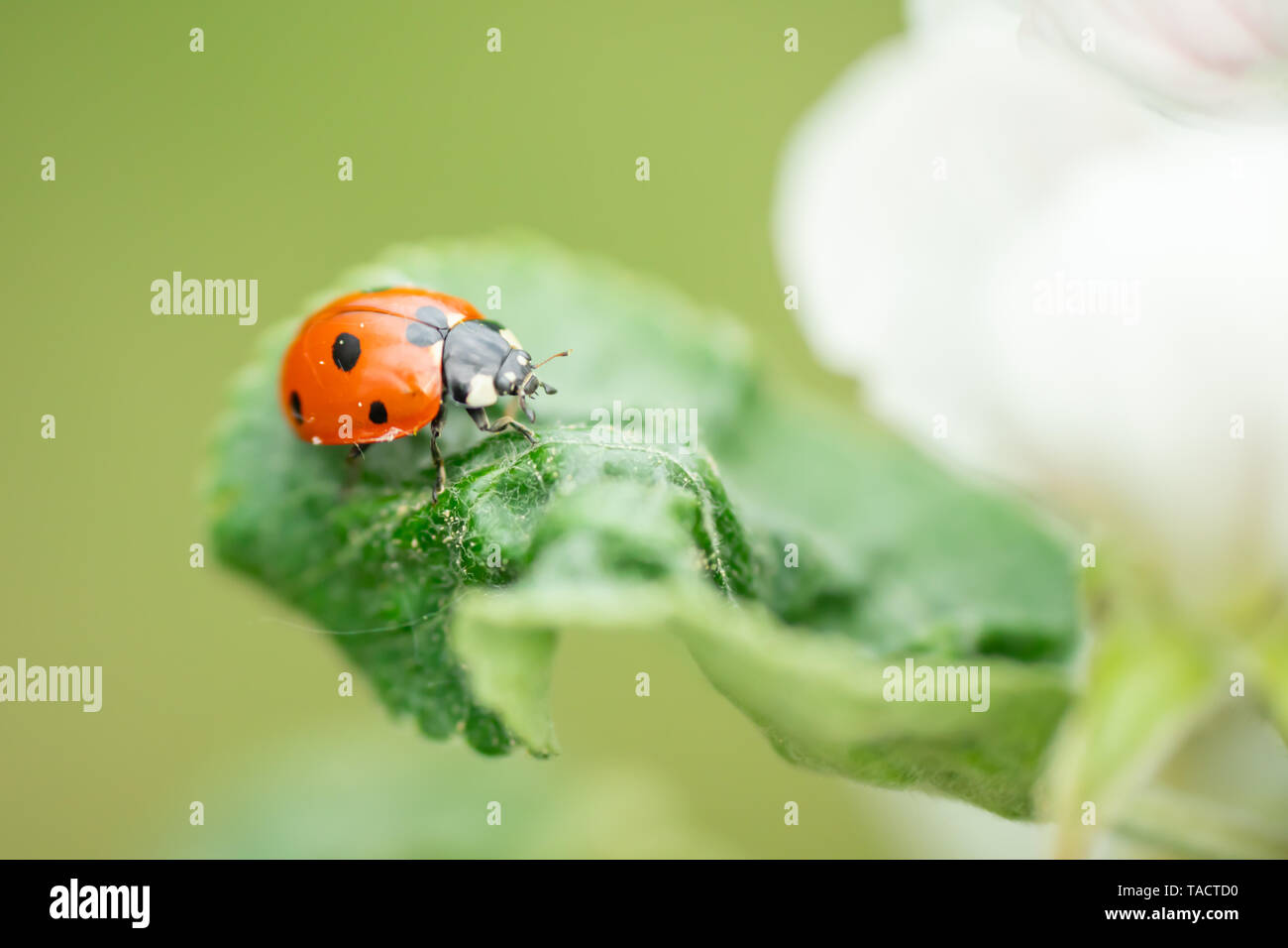 Red ladybug on apple tree leaf macro close-up Stock Photo - Alamy