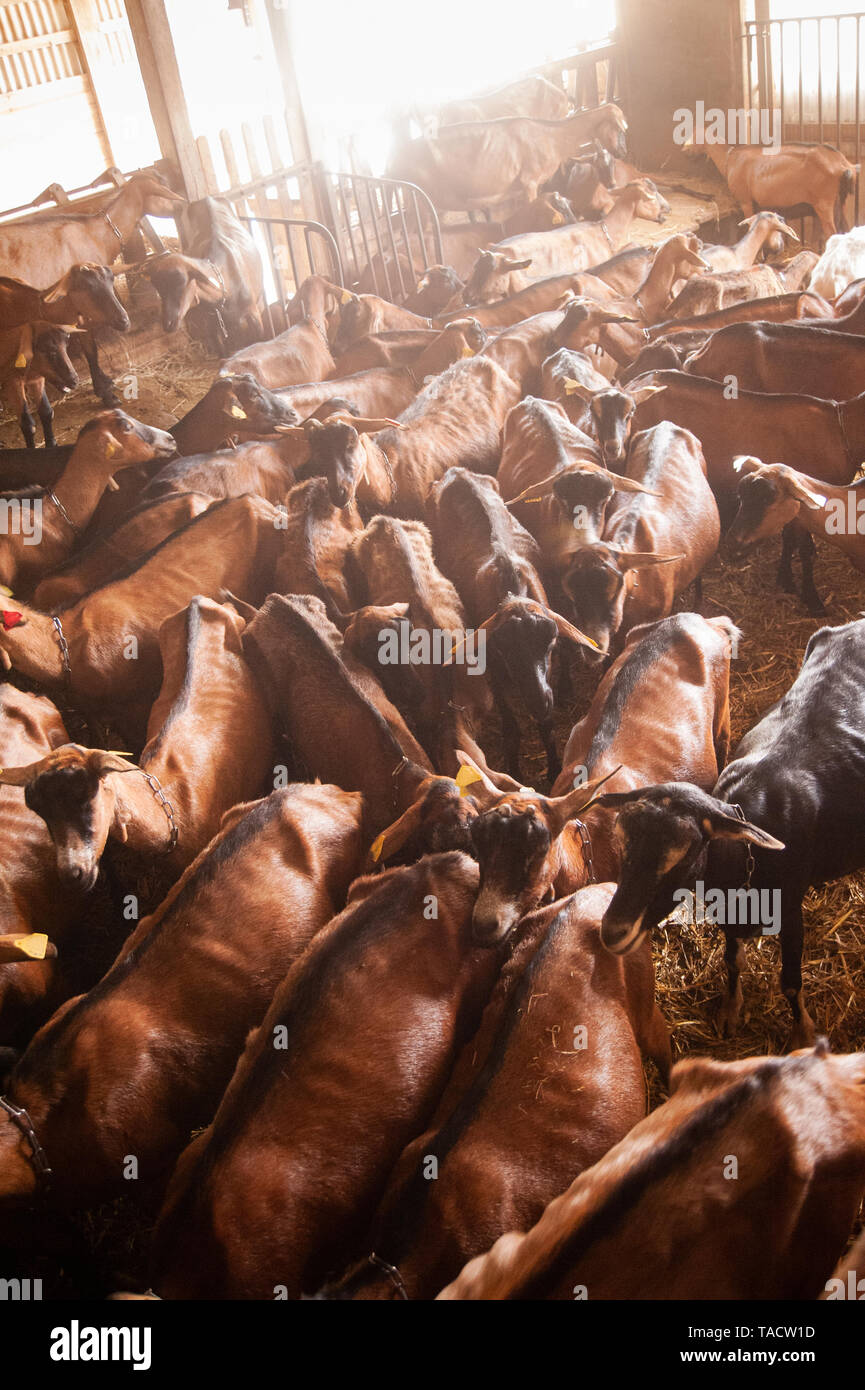 Hard horned hi-res stock photography and images - Alamy