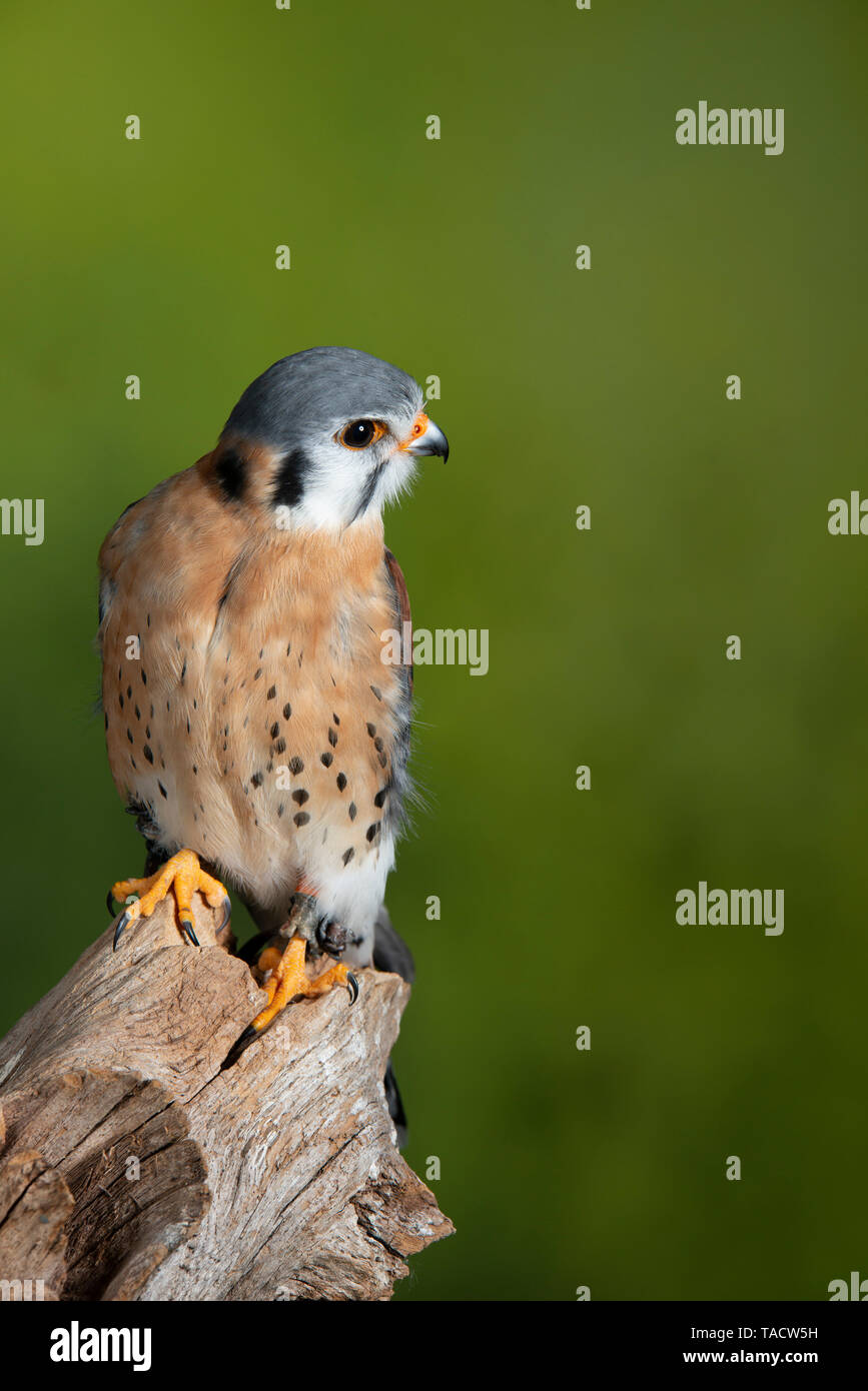Beautiful portrait of American Kestrel Falconidae in studio setting ...
