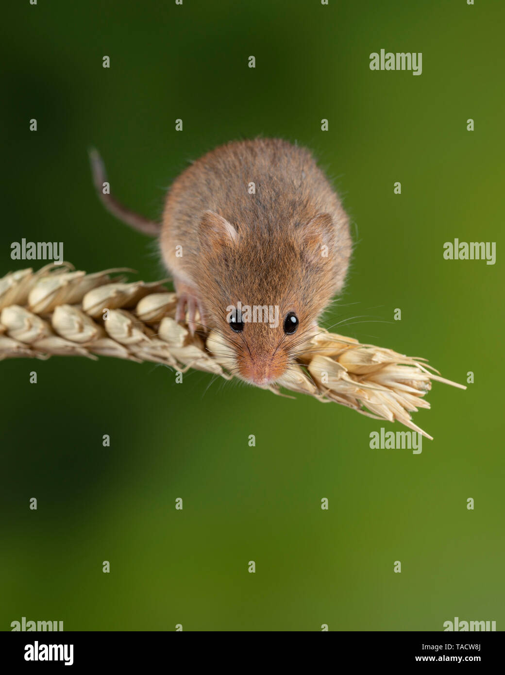 Cute harvest mice micromys minutus on wheat stalk with neutral green ...