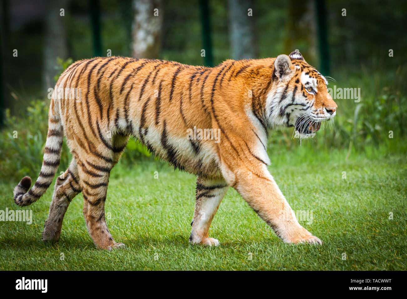 Tiger at longleat Stock Photo - Alamy
