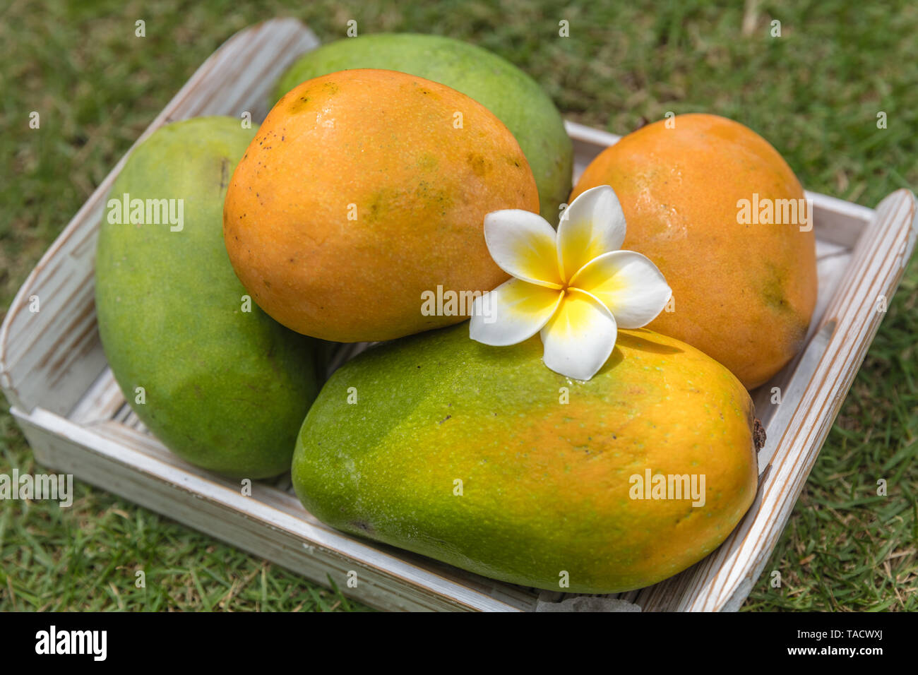 Types Of Mango