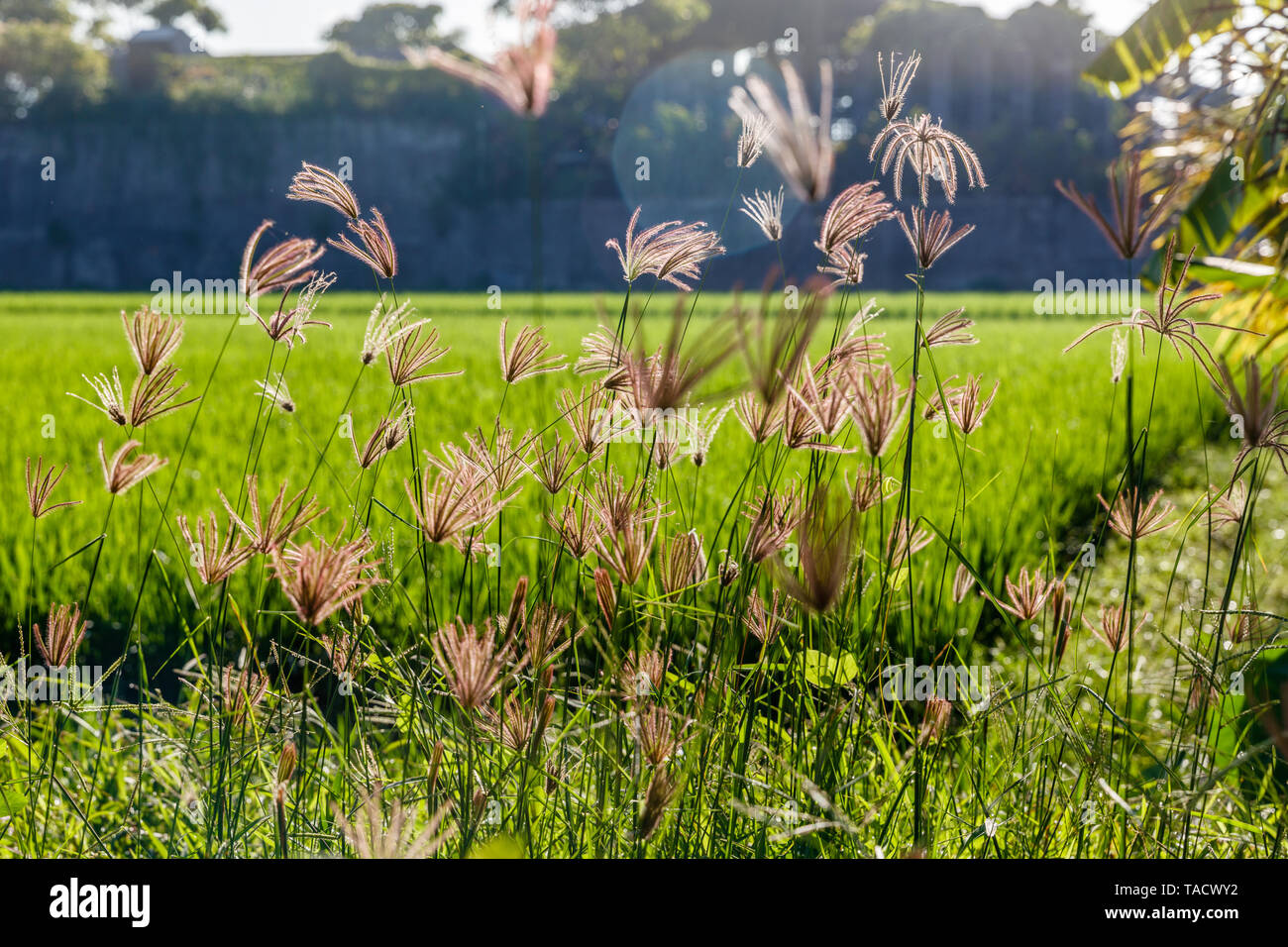 Balinese rural landscape, grass and rice field. Sunrise light. Bali ...