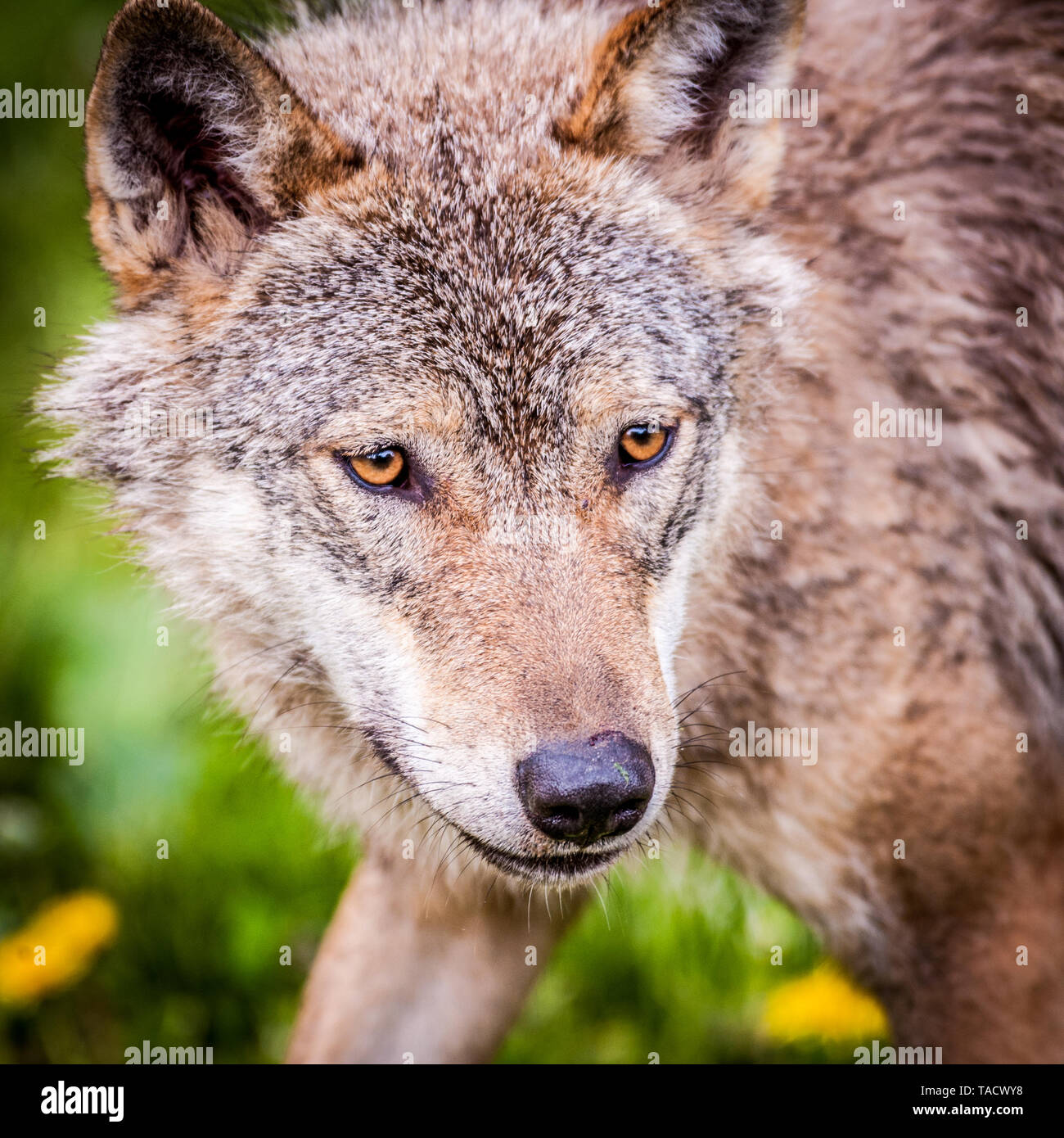 Longleat grey wolf Stock Photo - Alamy