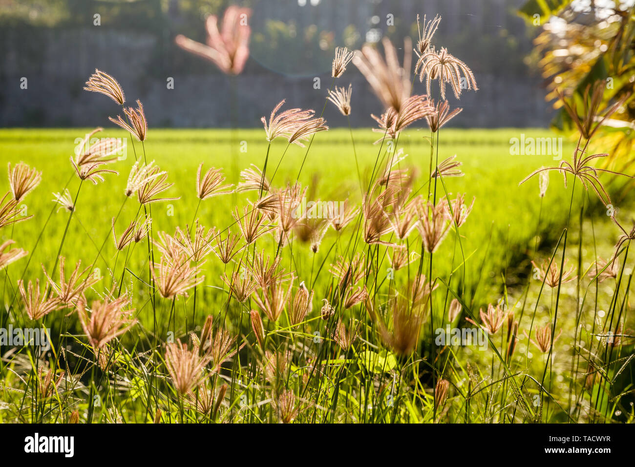Grass landscape morning rural hi-res stock photography and images - Alamy