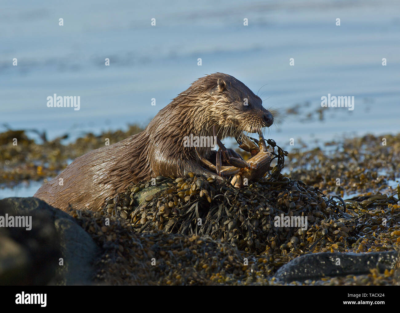Scottish Coastal Otter, islay Scotland Stock Photo - Alamy