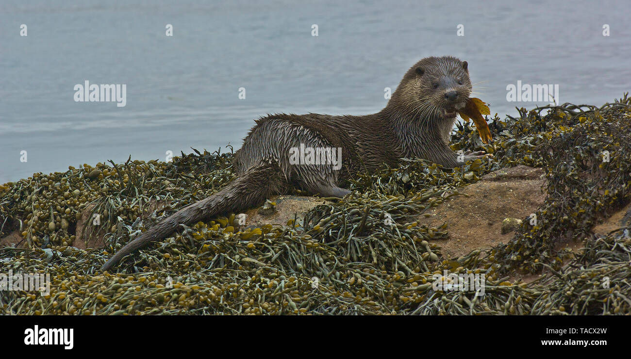 Scottish coastal otter, islay scotland hi-res stock photography and ...