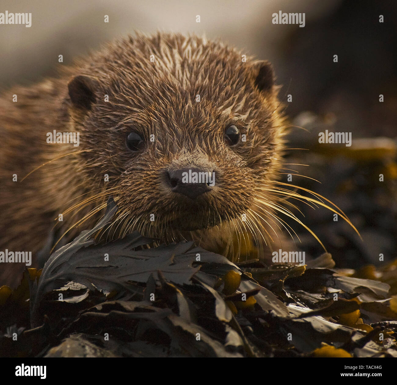 Scottish Coastal Otter, islay Scotland Stock Photo - Alamy