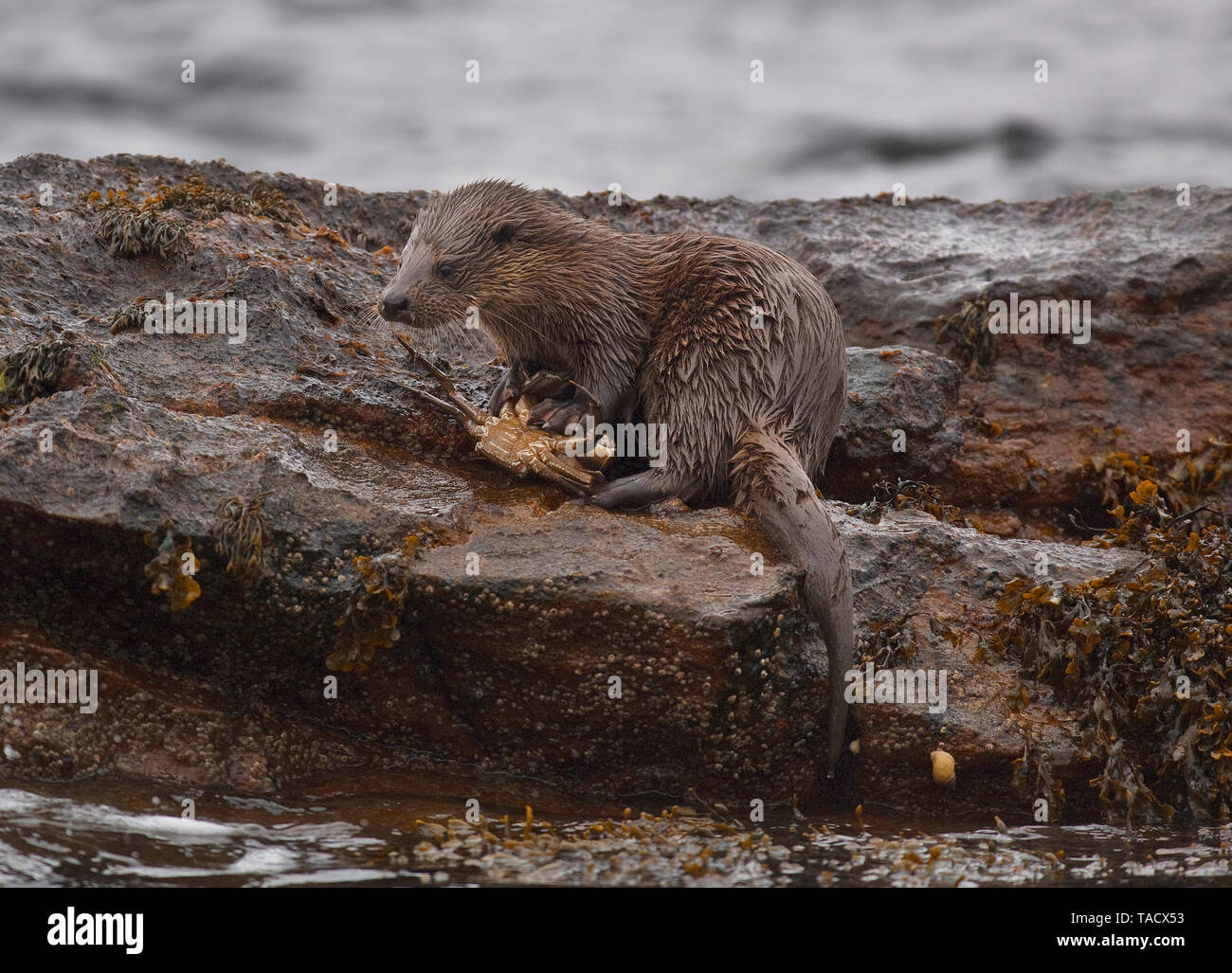 Scottish Coastal Otter, islay Scotland Stock Photo - Alamy