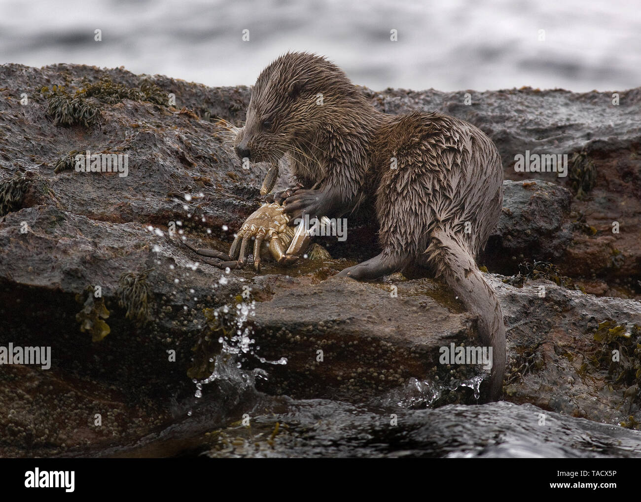 Scottish Coastal Otter, islay Scotland Stock Photo - Alamy