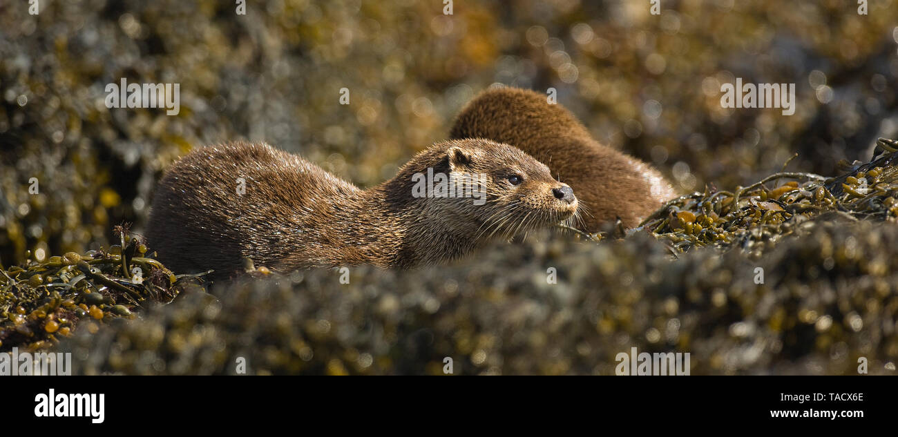 Scottish coastal otter, islay scotland hi-res stock photography and ...