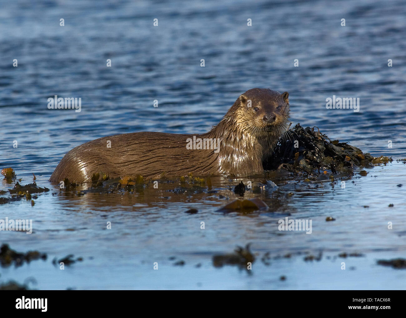 Scottish Coastal Otter, islay Scotland Stock Photo - Alamy