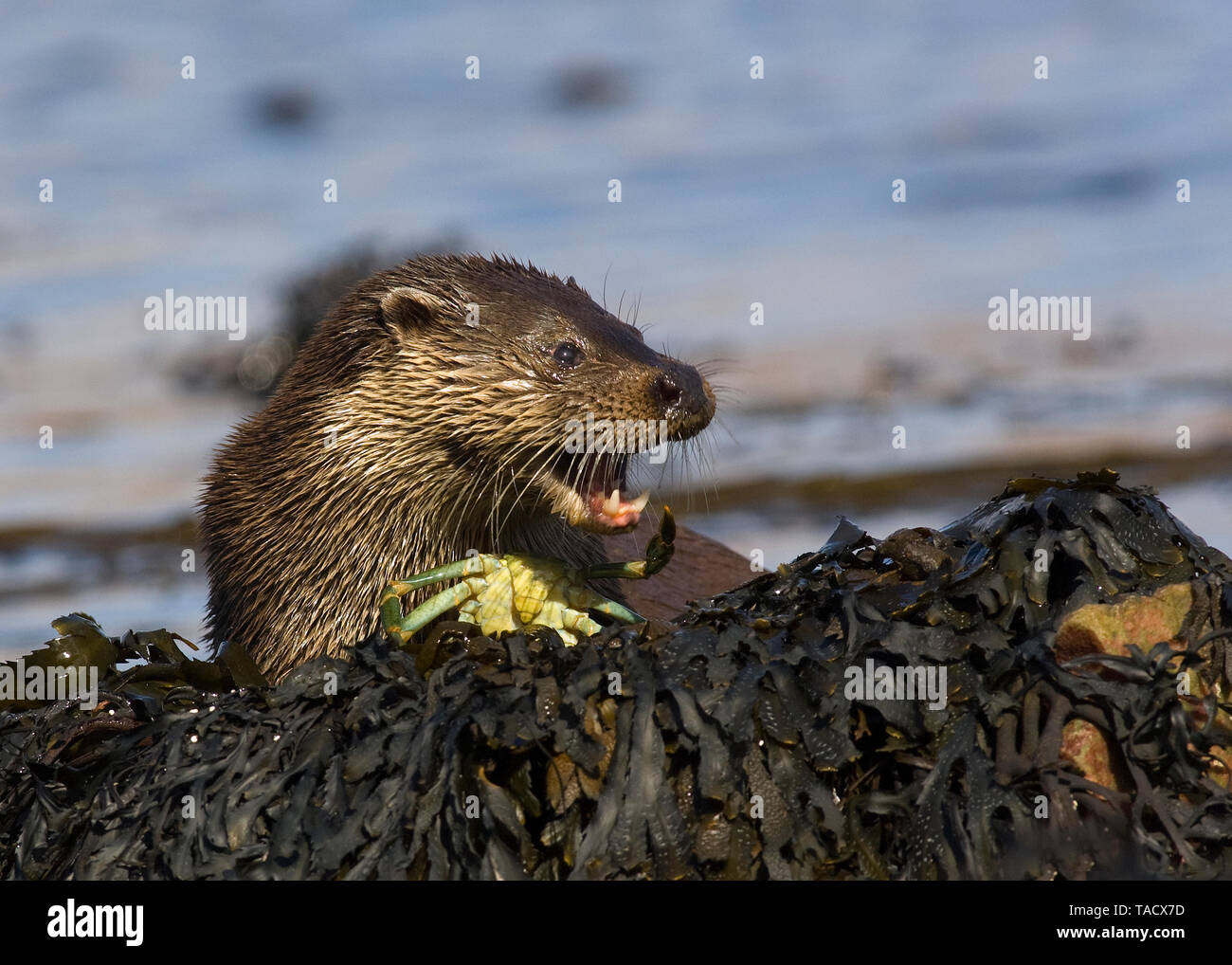 Scottish Coastal Otter, islay Scotland Stock Photo - Alamy