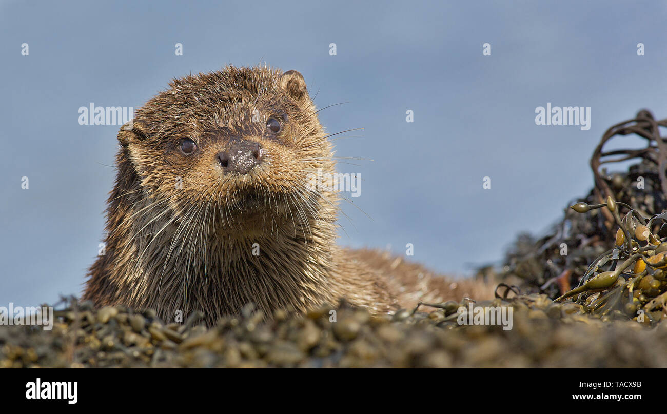 Scottish Coastal Otter, islay Scotland Stock Photo - Alamy