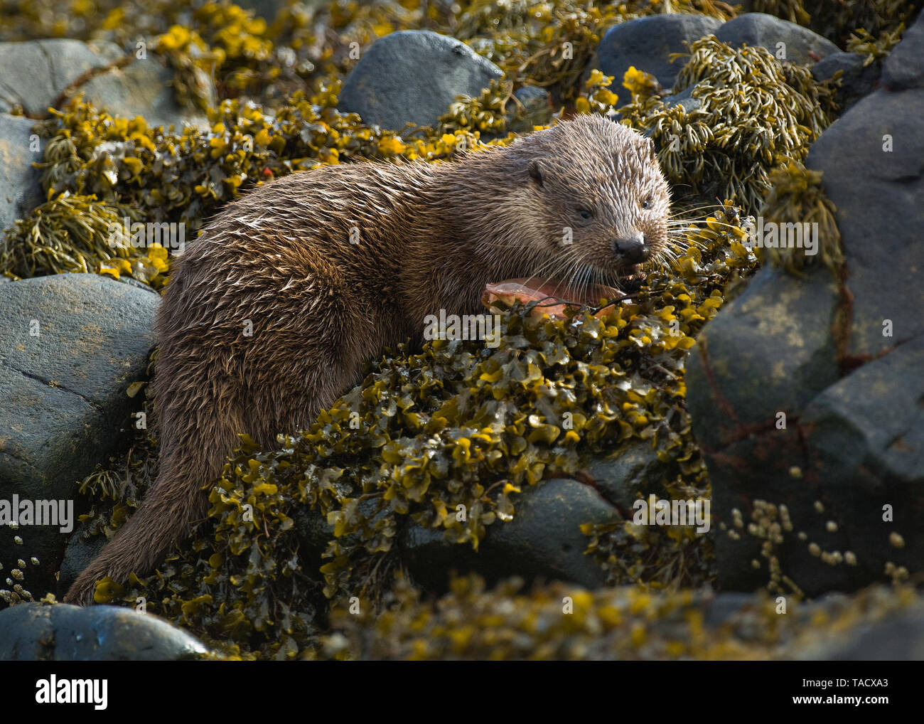 Scottish Coastal Otter, islay Scotland Stock Photo - Alamy