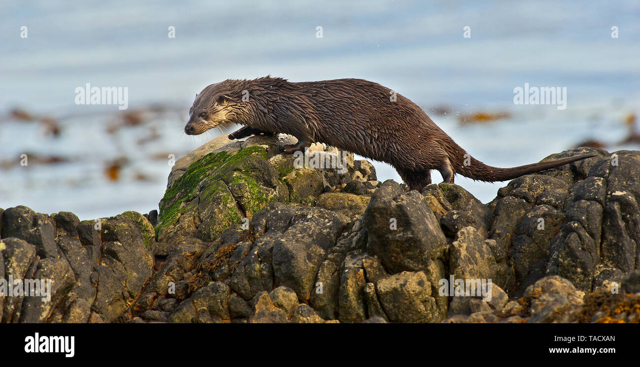 Scottish coastal otter, islay scotland hi-res stock photography and ...