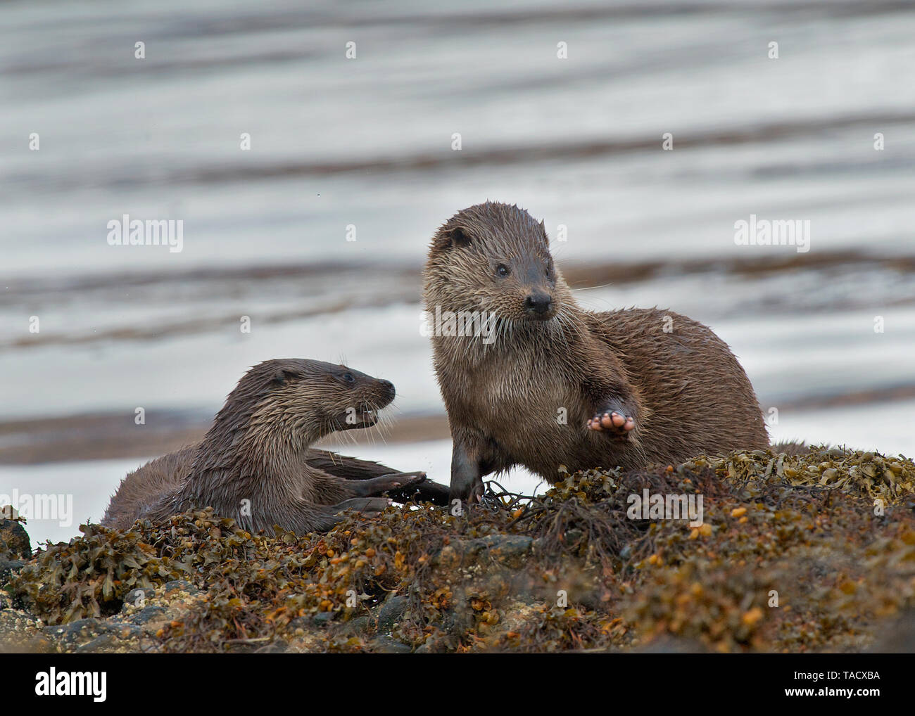 Scottish Coastal Otter, islay Scotland Stock Photo - Alamy