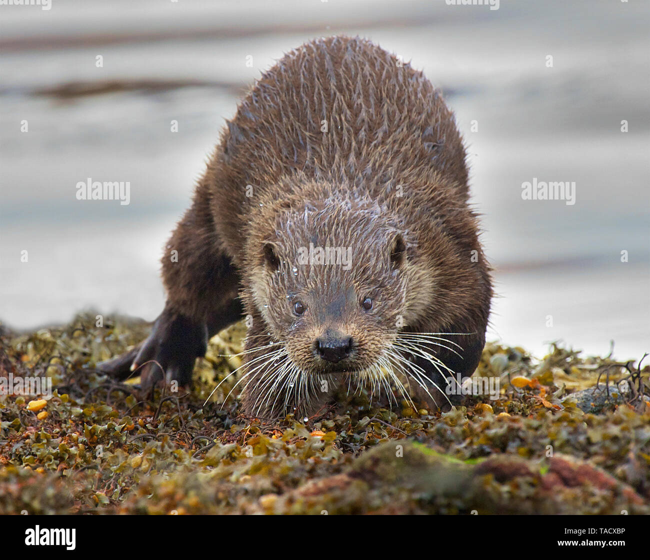 Scottish coastal otter, islay scotland hi-res stock photography and ...
